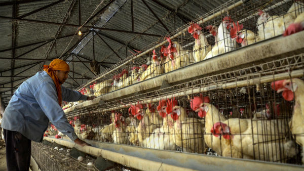 বার্ড ফ্লু নিয়ে এফএসএসএআইয়ের একাধিক সতর্কতা, dont eat half boiled ...