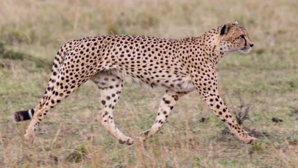 নামিবিয়া থেকে আনা ৮টির মধ্যে গর্ভবতী একটি চিতা! আশা জাগাচ্ছে 'আশা ...