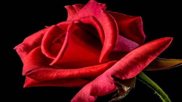 গোলাপ ফুলের সহজ এই টোটকায় আপনি ধনী হয়ে যেতে পারেন রাতারাতি | You can ...