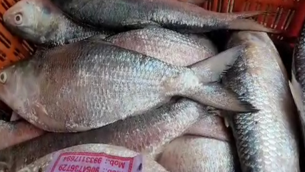 Hilsa Fish in Digha Mohana: দিঘার মোহনায় টন টন ইলিশ, ওজন এক কেজিরও ...
