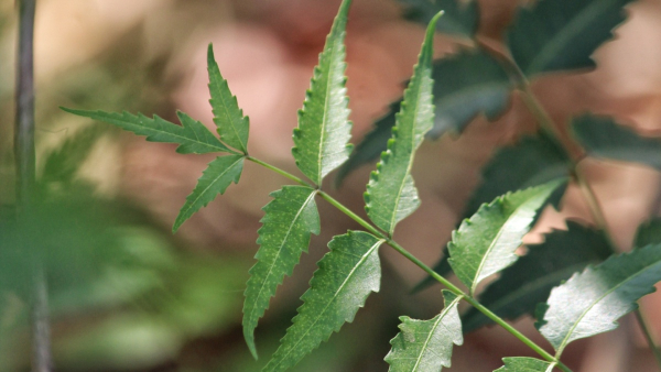 Neem Benefits: নিমপাতা খাওয়া স্বাস্থ্যের জন্য কতটা উপকারী? | neem ...