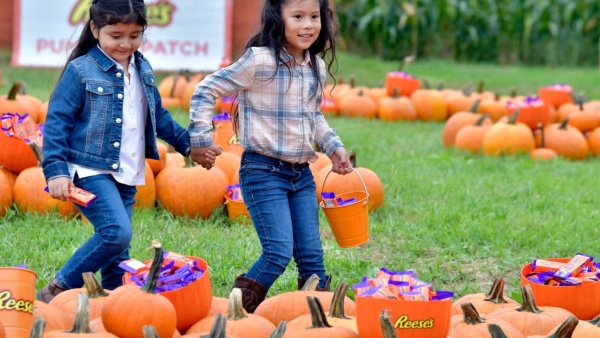 Halloween 2023: হ্যালোইনের সঙ্গে কুমড়োর কি সম্পর্ক রয়েছে, জানুন এর ...