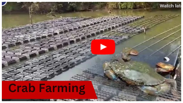 বাক্সের মধ্যে অভিনব পদ্ধতিতে কাঁকড়া চাষ! বিপুল আয়ের পথ দেখাচ্ছেন ...