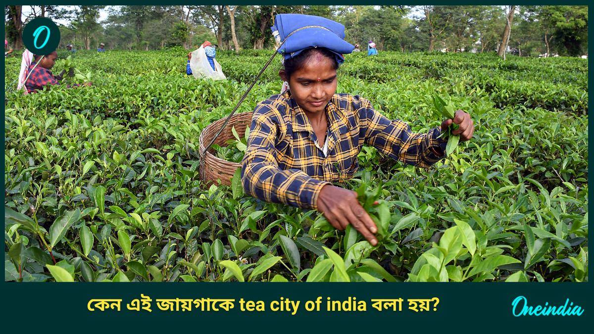 ডিব্রুগড়কে কেন ‘Tea city of India’ বলা হয়? কীভাবে যাবেন, ঘুরতে গেলে ...