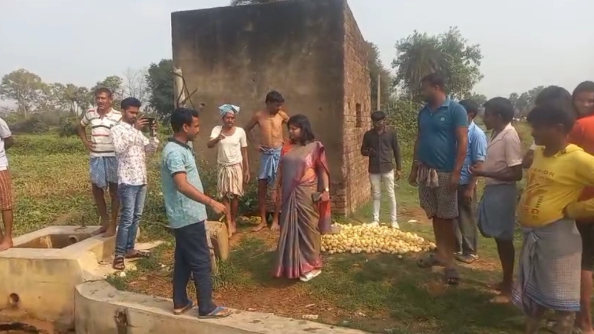 অসময়ের বৃষ্টিতে মাথায় হাত তালডাংরার আলুচাষীদের | Potato farmers of Taldangra are hit by ...