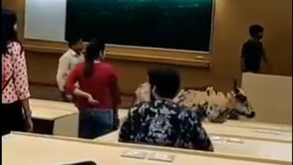 Cow: Latest News and Updates, Top Stories, Videos, Photos About Cow ...