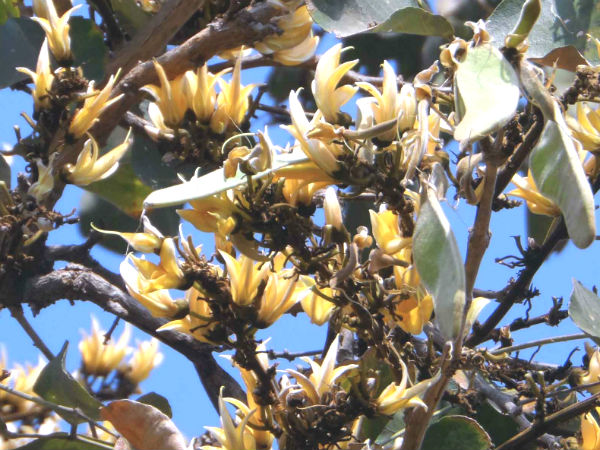 ગુજરાતનું જાંબુઘોડા, જ્યાં સફેદ કેસુડો મહેકાવે છે તેની મહેક | white ...