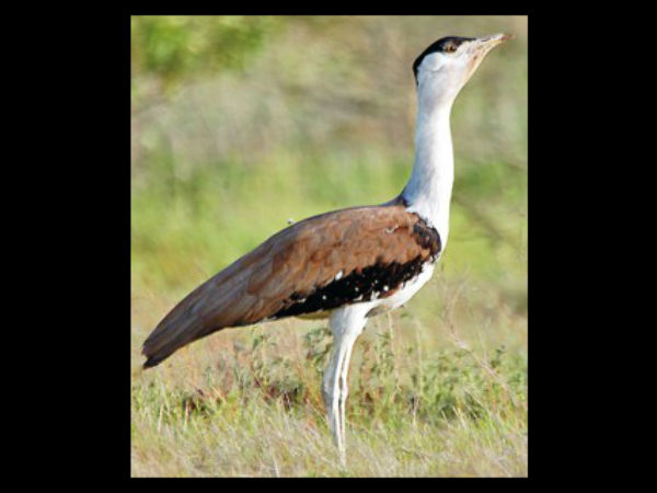 ગુજરાત: ઘોરાડ પક્ષીને બચાવવા 20 ગામોના કુતરાઓનું ખસીકરણ થશે | Gujarat ...