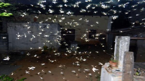 Lifestyle News : વરસાદના જંતુ રહેશે, 10 ટિપ્સથી મળશે છુટકારો ...