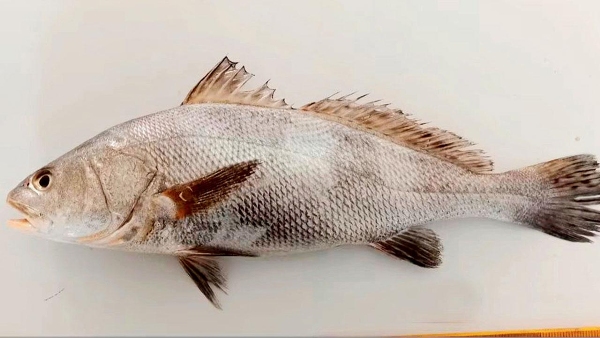 ગુજરાત સરકારે આ માછલીને સ્ટેટ ફિશ જાહેર કરી, જાણો કઈ છે આ માછલી અને શું ...