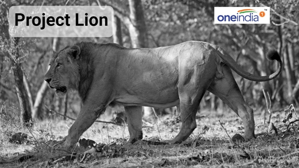 પ્રોજેક્ટ લાયન: સિંહોના ભવિષ્યને વધુ સુરક્ષિત કરશે કેન્દ્ર સરકાર | To further secure the future ...