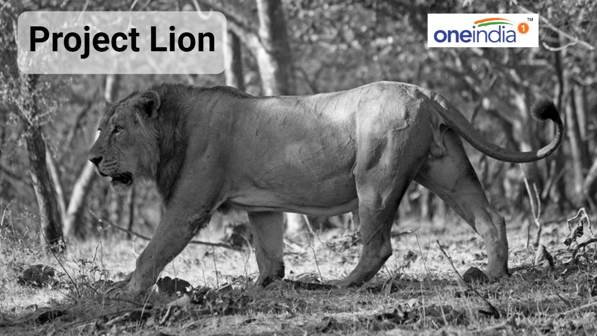 પ્રોજેક્ટ લાયન: સિંહોના ભવિષ્યને વધુ સુરક્ષિત કરશે કેન્દ્ર સરકાર | To ...