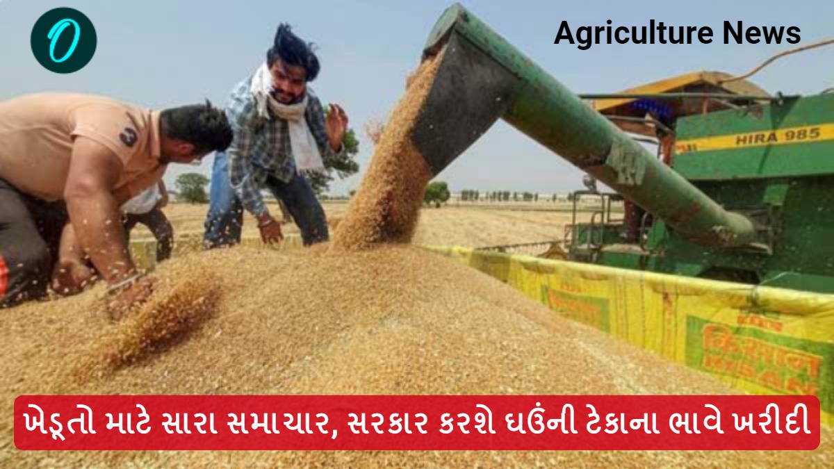 ખેડૂતો માટે સારા સમાચાર, સરકાર કરશે ઘઉંની ટેકાના ભાવે ખરીદી, જાણો પ્રતિ ...