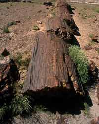 ढाई करोड़ साल पुराना जीवाश्म मिला | 25-mn-year-old tree rock fossil ...