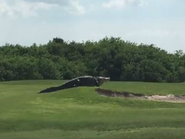 Viral Video:जब गोल्फ कोर्स में घुसा मगरमच्छ, 1.5 करोड़ लोगों ने देखा ये ...