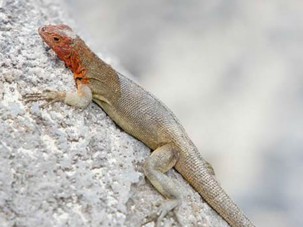 जब आप पर गिर जाए छिपकली, तो क्या करना चाहिए? | Effects of lizard or ...