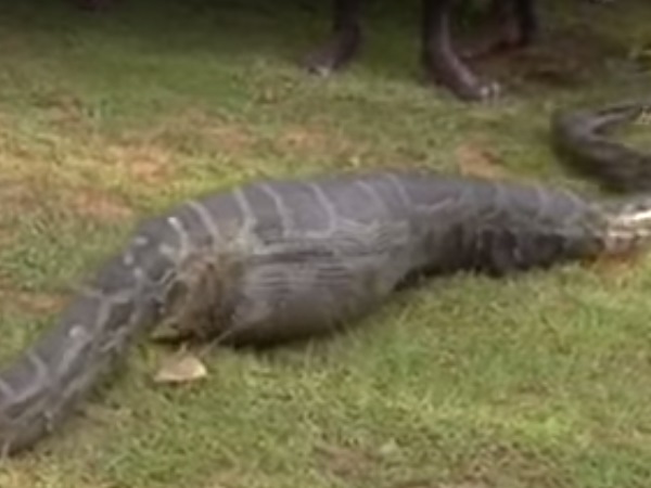 VIDEO:अजगर ने बकरी को निगला, गांव वालों ने बनाया बंधक | Python Swallows ...