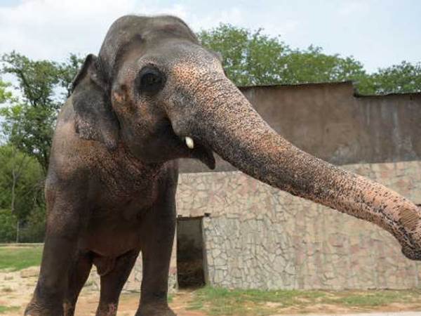 नेपाली हाथियों ने बहराइच में मचाया तांडव, रात 12 से सुबह 5 बजे तक की मनमानी | Nepali Elephants ...