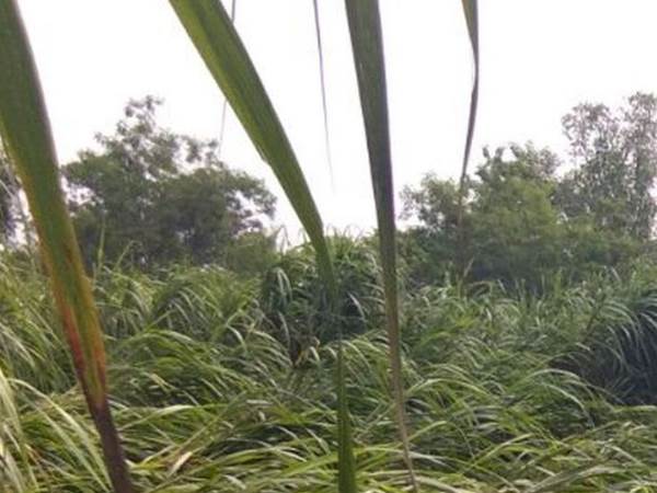 नेपाली हाथियों ने बहराइच में मचाया तांडव, रात 12 से सुबह 5 बजे तक की मनमानी | Nepali Elephants ...