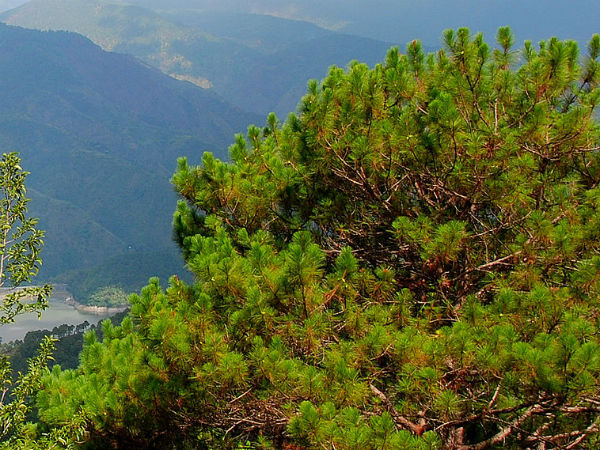 #Namawastra: अब चीड़ के पेड़ से बनेगी PM मोदी के लिए जैकेट, नाम होगा ...