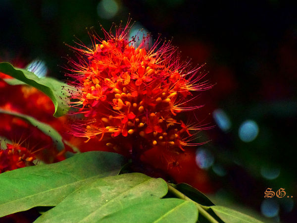 Ashoka tree: जानिए अशोक वृक्ष के चमत्कारिक लाभ | Health benefits of ...