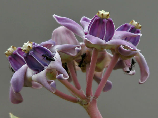 Madar Plant: मदार के पौधे का चमत्कारिक उपाय | WHAT IS THE SIGNIFICANCE ...