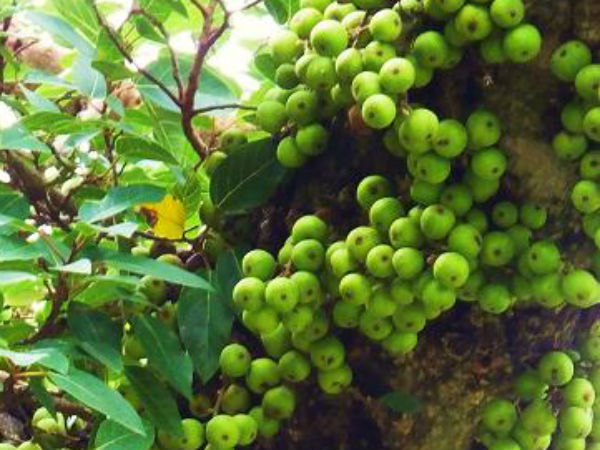 Gular Plant: योनि विकारों में बहुत फायदेमंद है गूलर, जानिए इसके ...