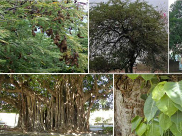 जानिए मौलश्री वृक्ष का गुण और उसके आयुर्वेदिक उपयोग | Molshree tree ...