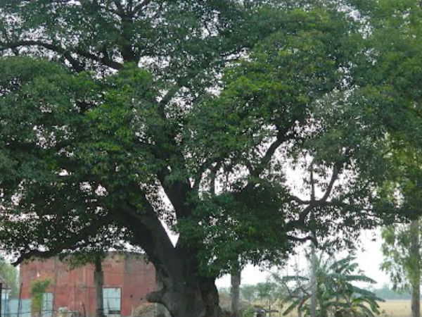 जानिए मौलश्री वृक्ष का गुण और उसके आयुर्वेदिक उपयोग | Molshree tree ...