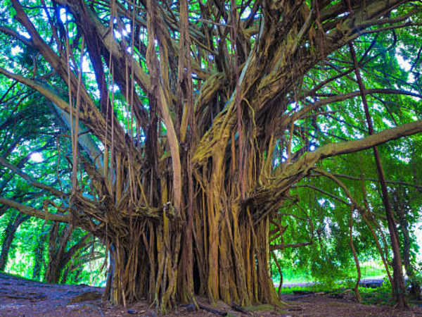 Religion: बरगद का पेड़ कहलाता है अमर वृक्ष,जानिए इसके अचूक उपाय ...