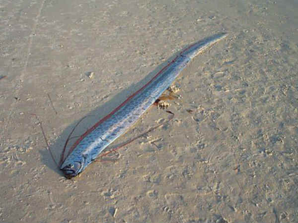 जापान में नजर आई एक ऐसी मछली जिसके बाद सुनामी की आशंका, लोगों में डर और ...