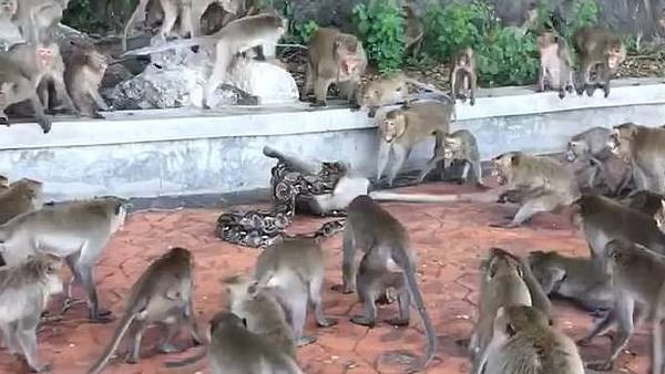 अपने साथी को बचाने के लिए अजगर से भिड़ गए दर्जनों बंदर, फिर क्या हुआ ...