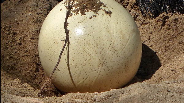 राजस्थान में पहली बार शुतुरमुर्ग ने दिए 8 अंडे, अवंतिका बनी बाहुबली के ...