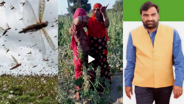Tiddi Attack: खेत में फूट-फूटकर रोने लगी महिला किसान, MP हनुमान बेनीवाल ...