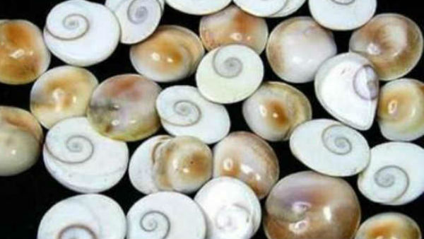 गोमती चक्र के ये अद्भुत प्रयोग दूर करेंगे सारी परेशानियां | Benefits of ...