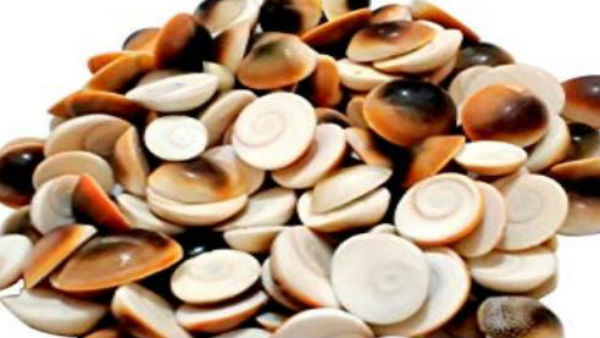 गोमती चक्र के ये अद्भुत प्रयोग दूर करेंगे सारी परेशानियां | Benefits of ...