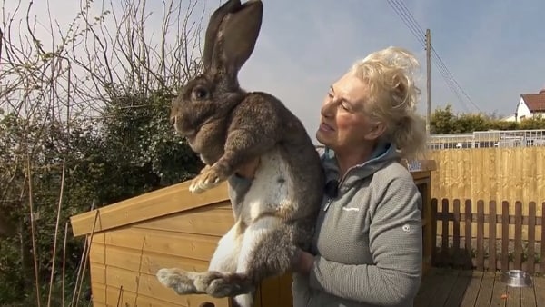 विश्व के सबसे बड़े खरगोश की चोरी, खोजने वाले के लिए इनाम की घोषणा ...