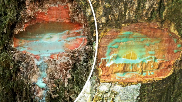 रहस्यमयी पेड़ को काटने के लिए मारी कुल्हाड़ी, अंदर से निकल आया कुछ ऐसा ...