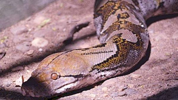 व‍िशालकाय अजगर ने बंदर को कैसे बनाया अपना शिकार, देखि‍ए VIDEO | watch ...