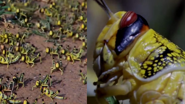 Tiddi Returns 2021 : राजस्थान पर मंडराया एक और खतरा, फिर से लौट रही हैं ...