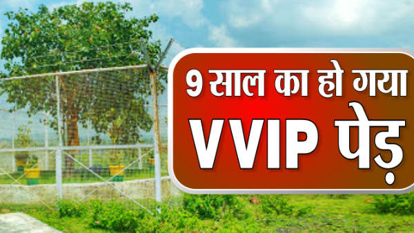 India's First VVIP Tree : इस पेड़ पर सरकार खर्च करती है हर साल ₹ 12 लाख ...