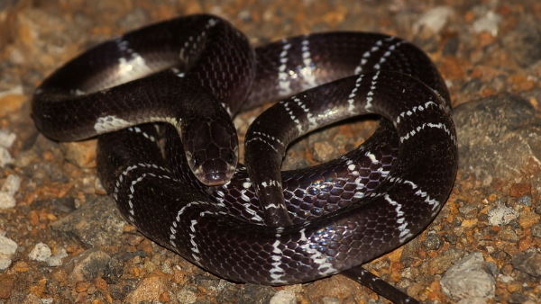 गुड़गांव: बेडरूम के अंदर घुसकर बेड पर चढ़ा विषैला सांप, बेटी ने पापा को ...