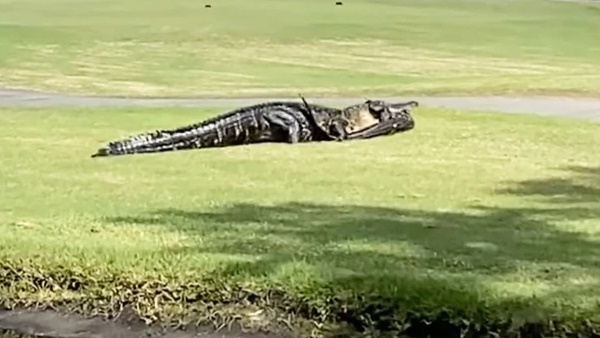 प्रेमिका के साथ गैर मगरमच्छ को देख बौखलाया 20 फीट का दैत्य, पानी से ...