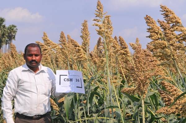 Millets : इन अनाजों से बनते हैं 'सुपरफूड', बाजरा जैसे मिलेट्स की खेती ...