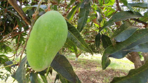 सबको पसंद आ रहा रीवा के सुंदरजा आम का स्वाद, विदेशों में भी आ रही ...