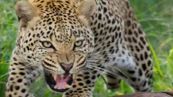 Uttarakhand Guldar: गुलदार के आतंक से पहाड़ से मैदान तक परेशान, पौड़ी ...