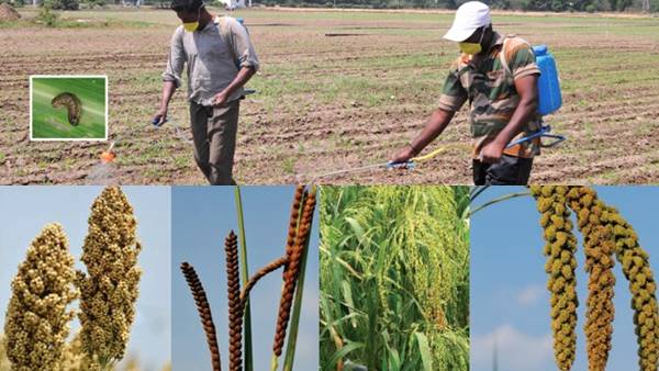 Millets : इन अनाजों से बनते हैं 'सुपरफूड', बाजरा जैसे मिलेट्स की खेती ...