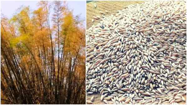 Mulayari : 50 साल में एक बार उपजती है चावल की ये खास किस्म, जानिए ...