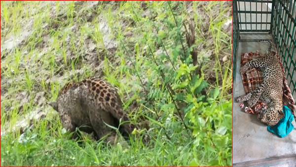 जान बचाने खेत में भागा तेंदुआ, वन विभाग ने किया रेस्क्यू, टूट गए उसके ...