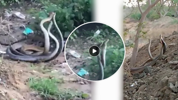 बारिश से पहले एक साथ 3 सांपों ने किया प्रणय, लोग बोले- जोड़ी दो की होती ...